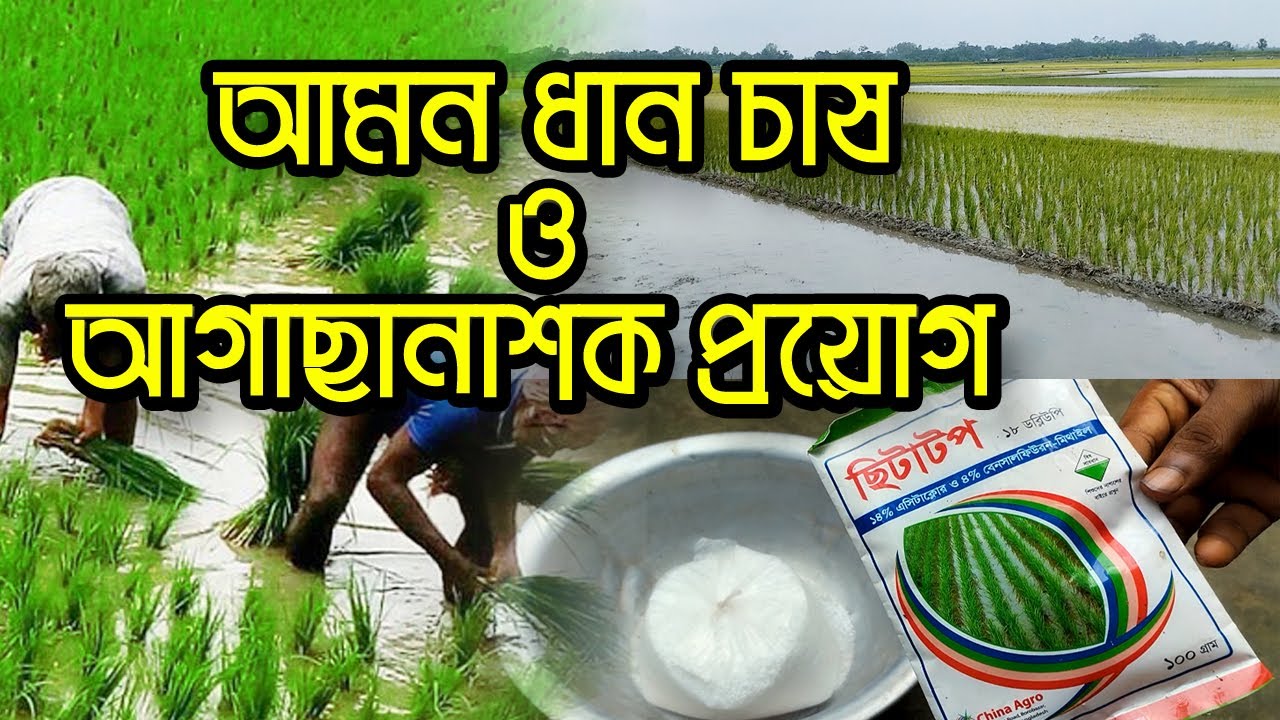 Amon dhan chas | অধিক কার্যকারি আগাছা নাশক প্রয়োগে আমন ধানের আগাছা দমন ...
