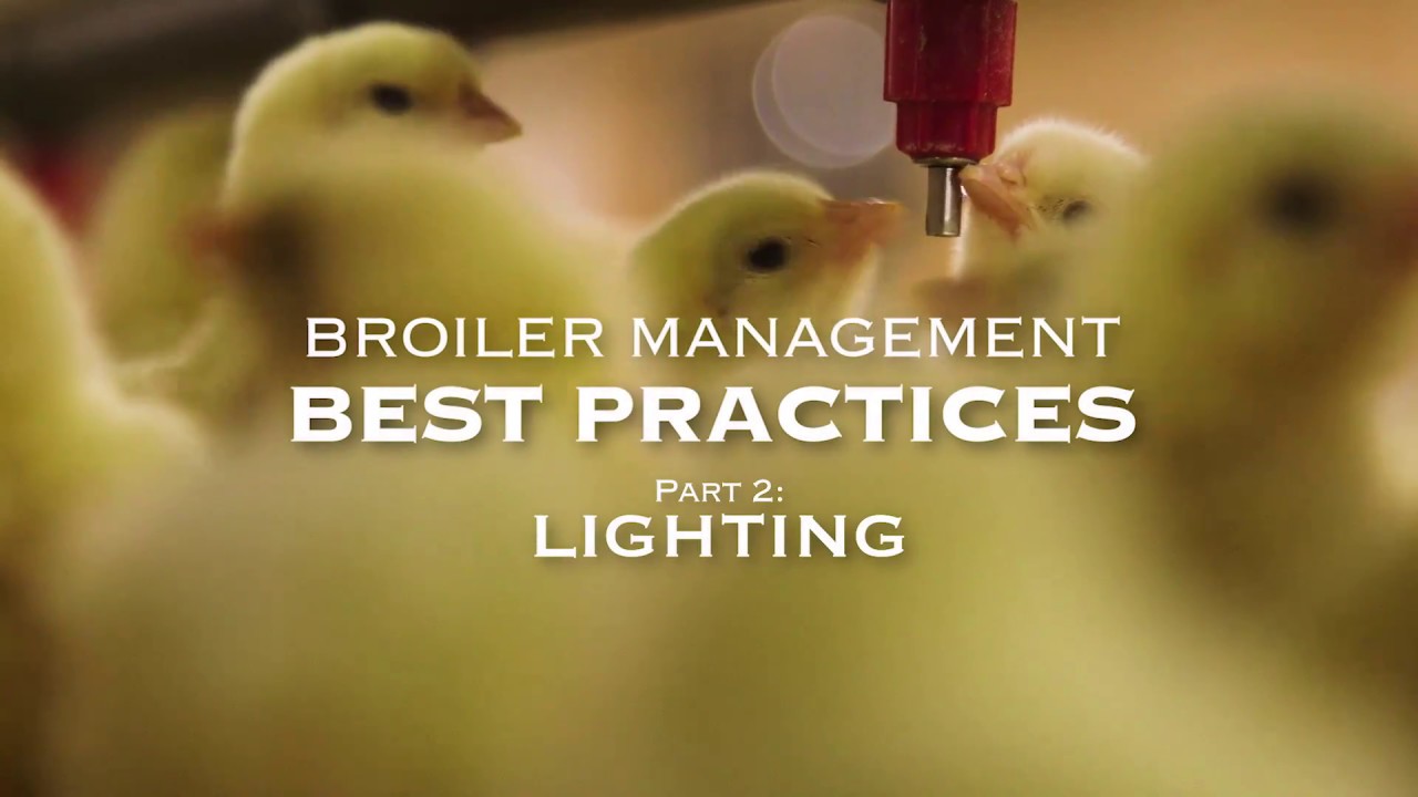 Broiler Management Best Practices: Lighting - YouTube