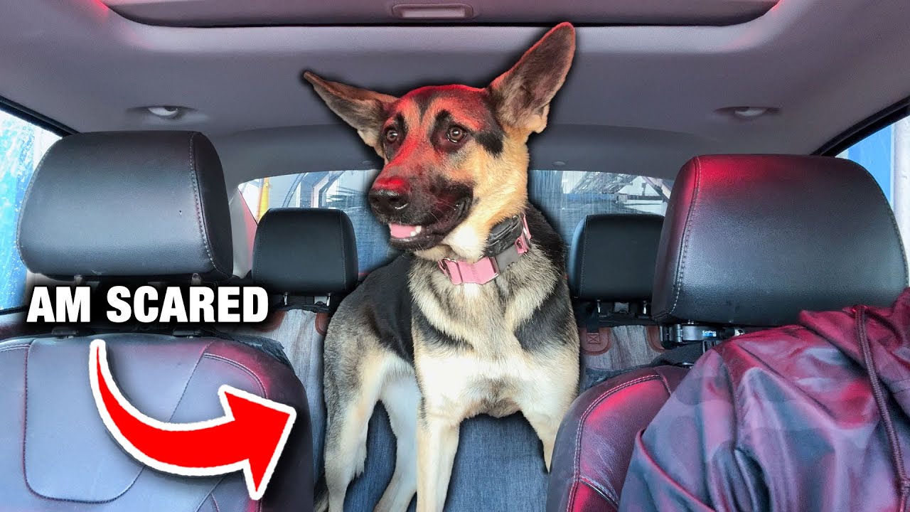 German Shepherds First Car Wash - YouTube