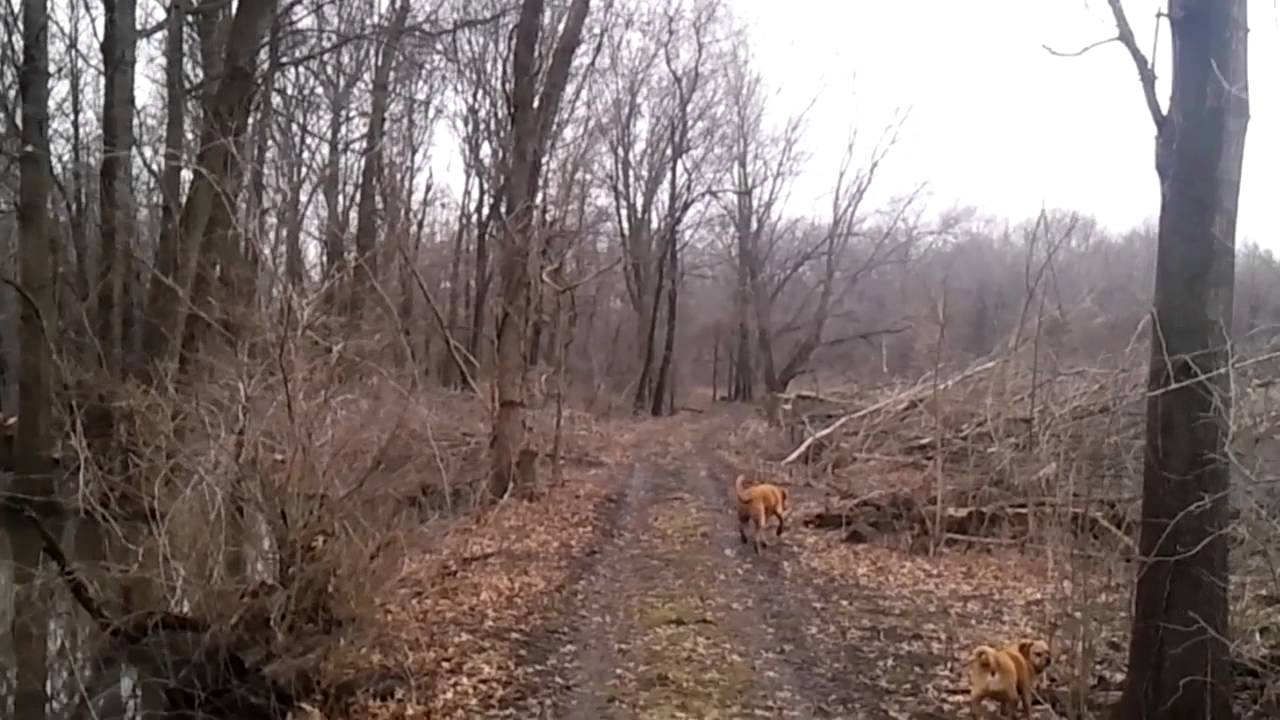 Woodies and mallards flushing from tall timber - YouTube