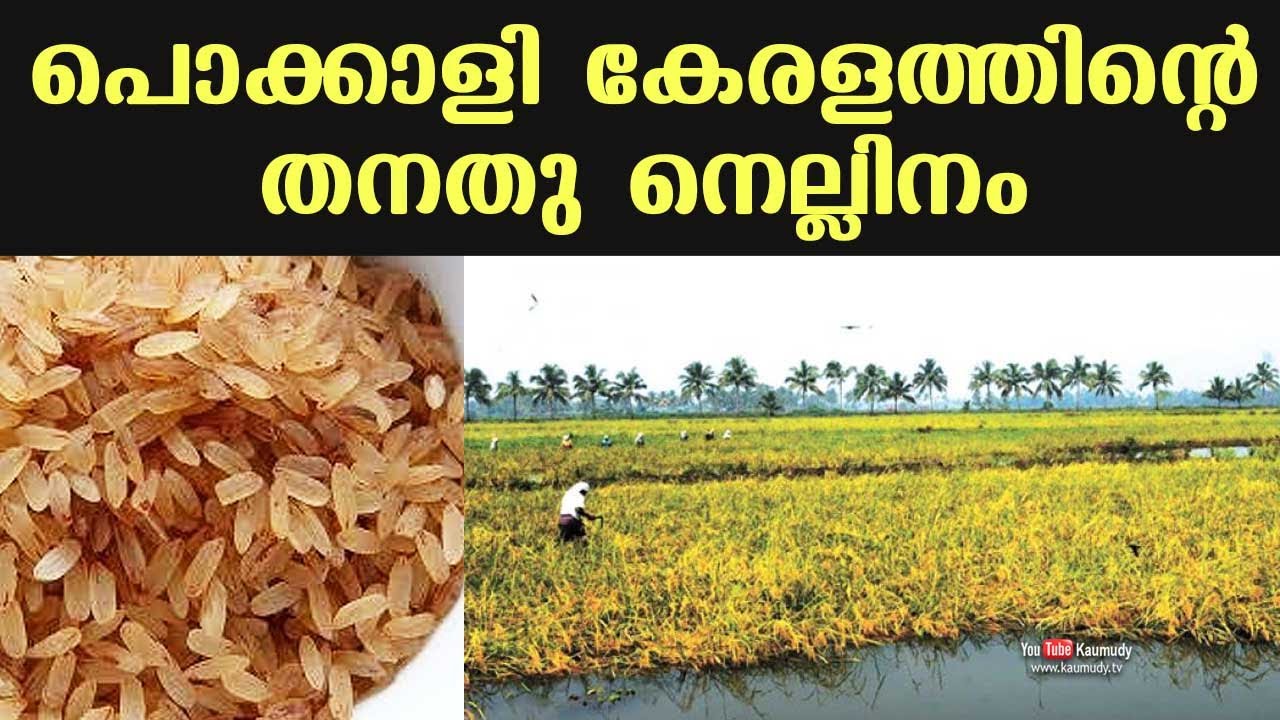 പൊക്കാളി കേരളത്തിന്റെ തനതു നെല്ലിനം | 'Pokkali', Kerala's own rice ...