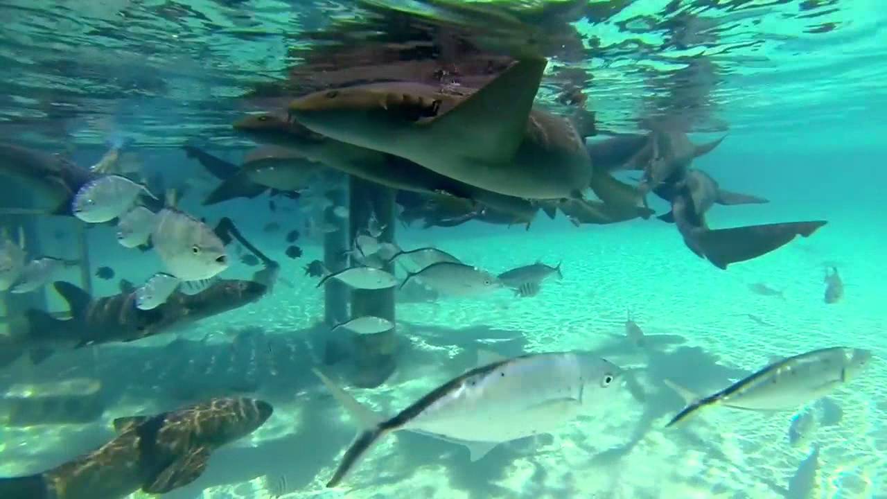 exuma nurse shark 2 - YouTube