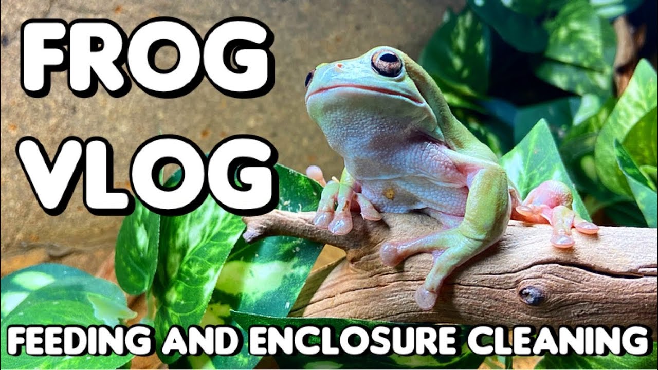 Cleaning My White’s Tree Frog Enclosure | Frog Vlog - YouTube