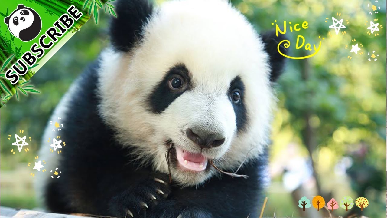 【Panda Theme】Panda Tongues Are So Cute! Check Out Those Movements ...