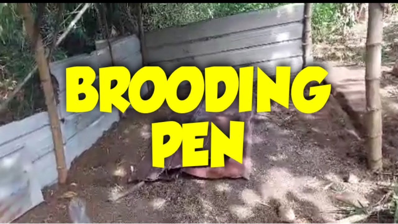 BROODING PEN - YouTube