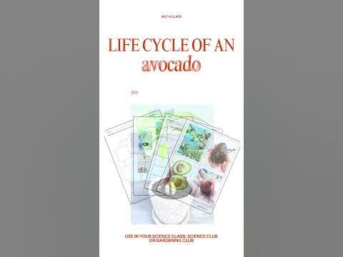 life cycle of an avocado | back to school activity for science class or ...