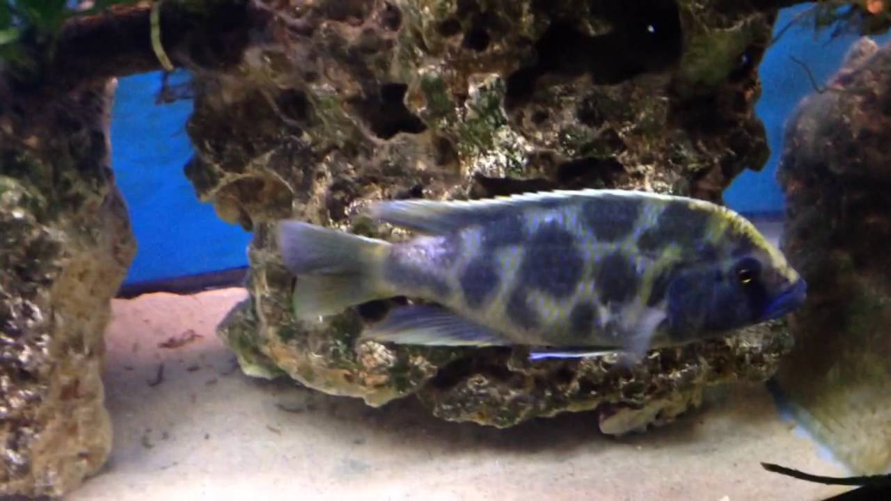 fin rot/fungus? I need help please! - YouTube