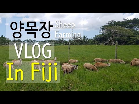 남태평양 피지 양목장 VLOG/Sheep farming in Fiji - YouTube