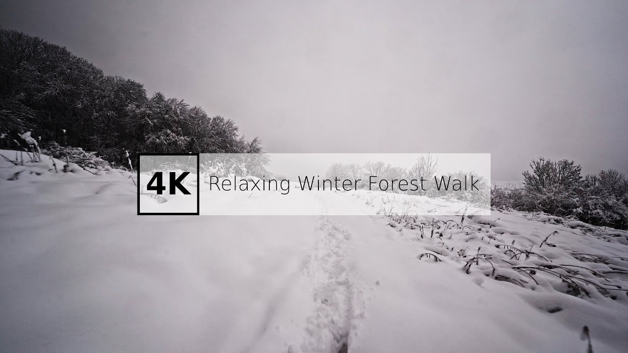 4K Relaxing Winter Forest Walk | Nature Sounds & Snow Ambience - YouTube