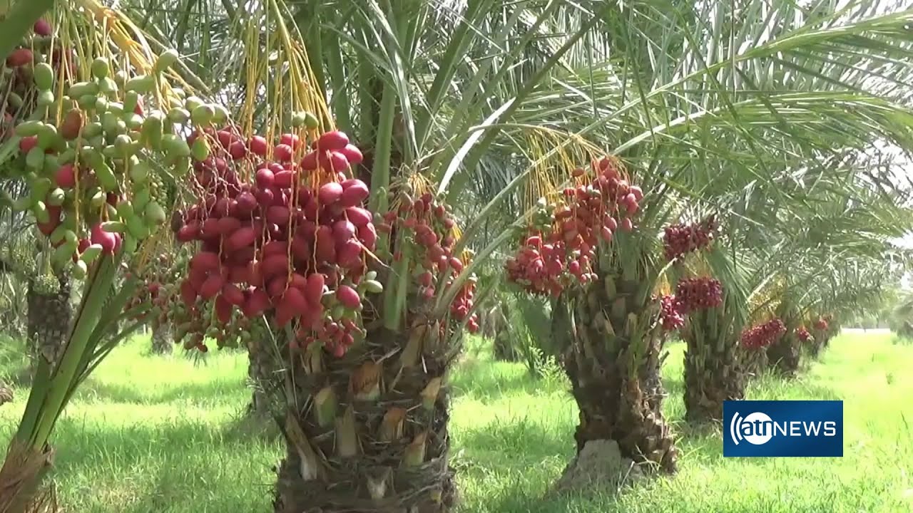 Exploring beautiful date palm farm in Nangarhar, Afghanistan | باغ ...