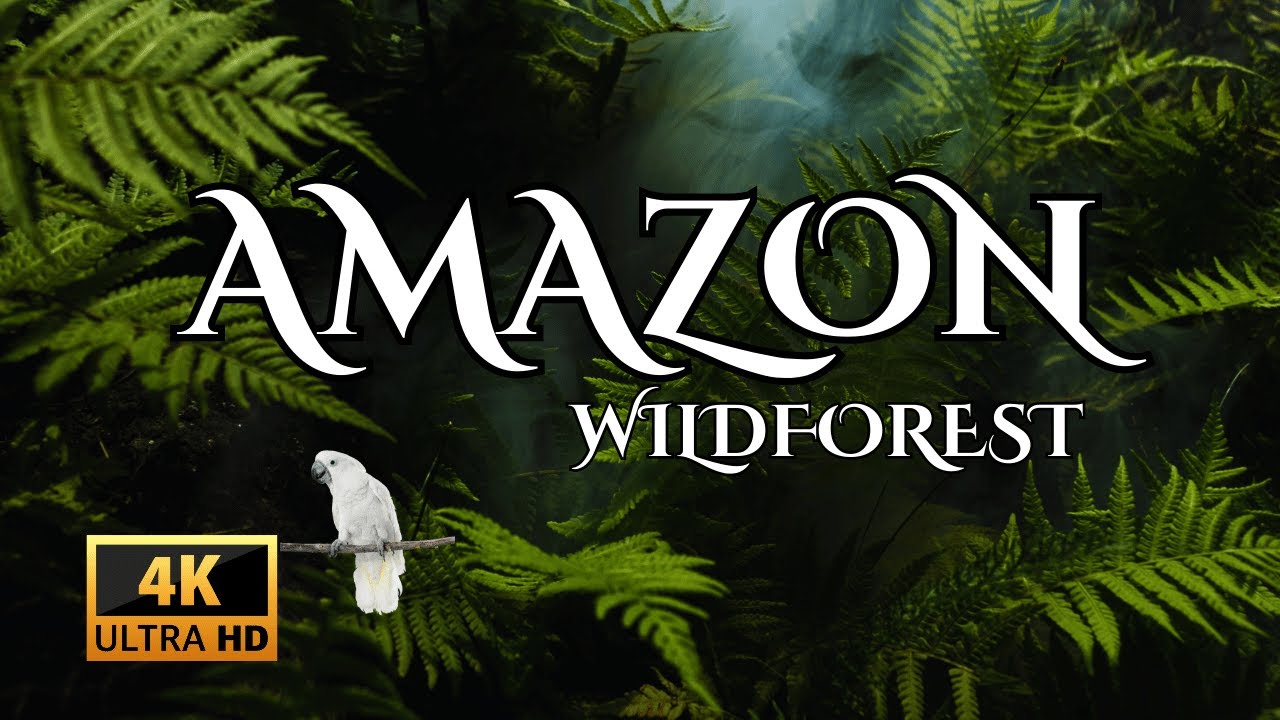 Amazon 4K - The World’s Largest Tropical Rainforest Adventure - YouTube