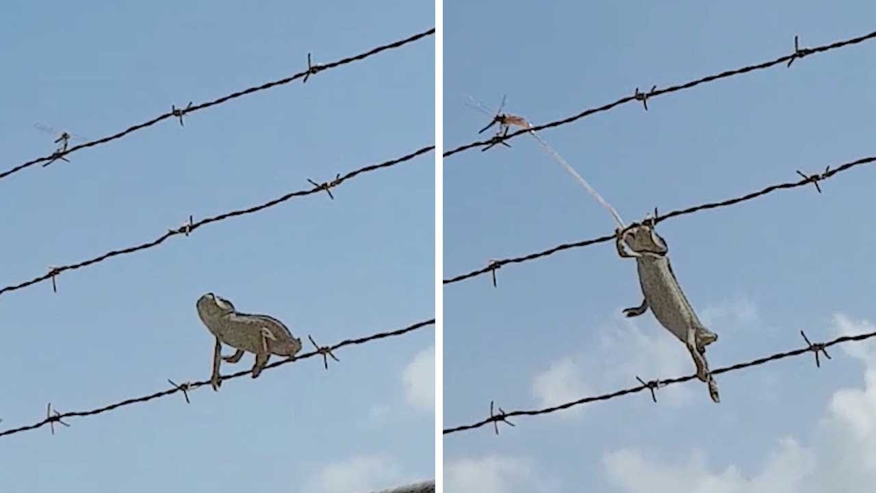 Sneaky Chameleon Catches Insects For Dinner - YouTube