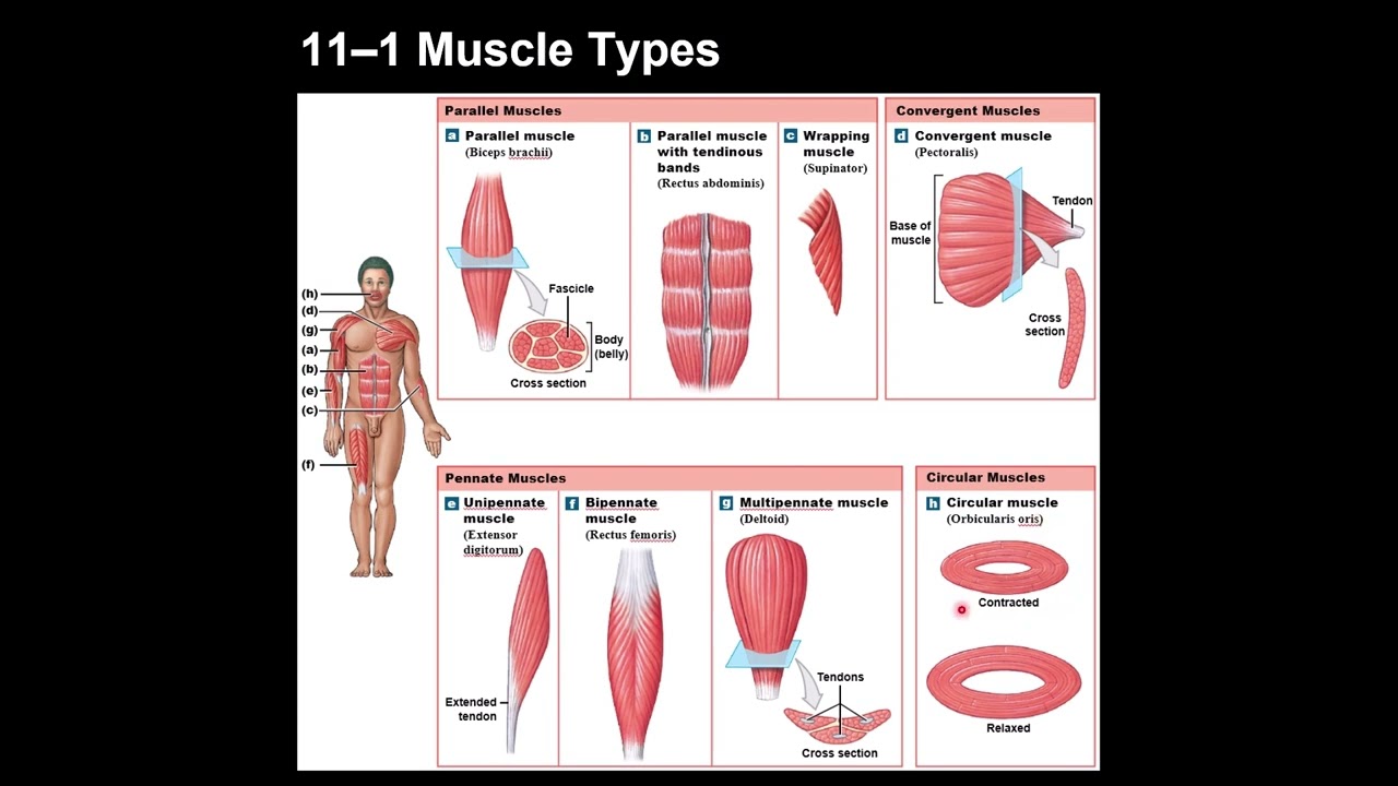 Convergent Muscle
