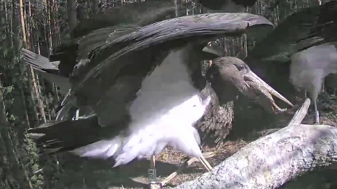 Must toonekurg~Late fish delivery by Karl~ 11:03 a m 2022/08/23 - YouTube