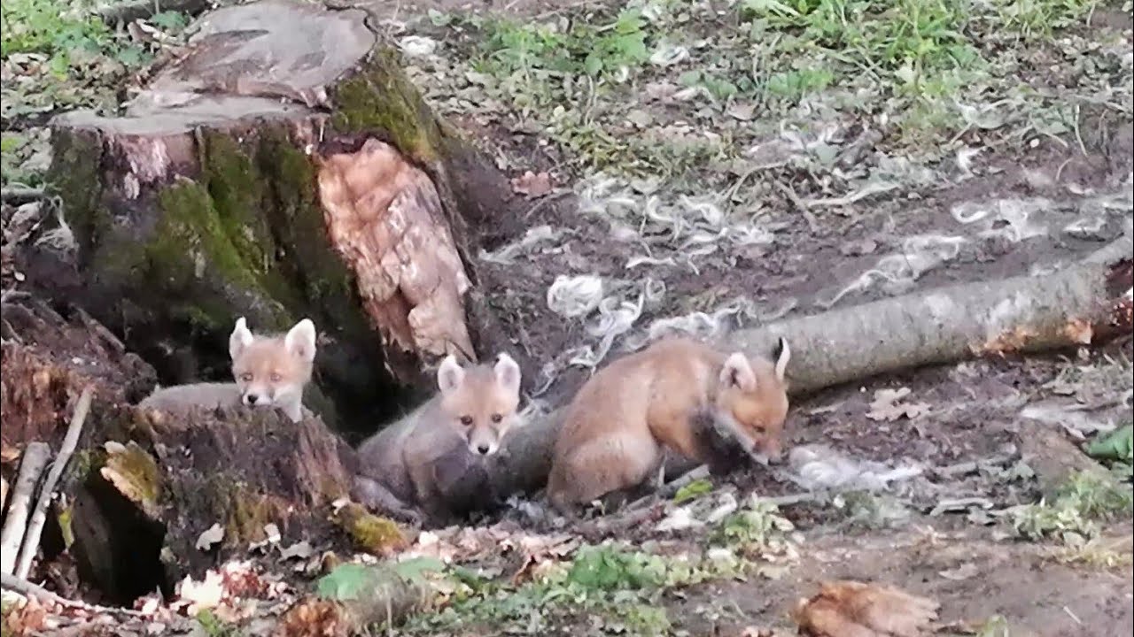 Trei pui de vulpe in cautarea hranei/Three Fox Cubs Looking for Food ...