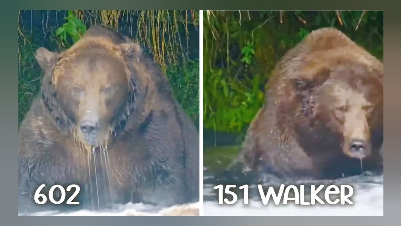 602 & 151 Walker ︎ Handsome & BIG ︎ Katmai Brown Bears ︎ 9/12/24 ︎ ...