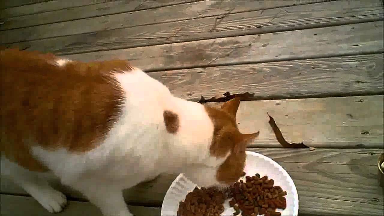 Cat Agony Scream - YouTube