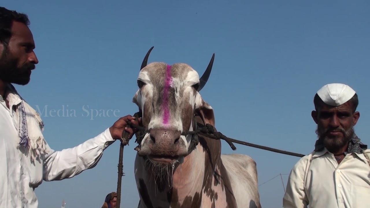 Procession of sturdy and pure khillar seed bull - YouTube