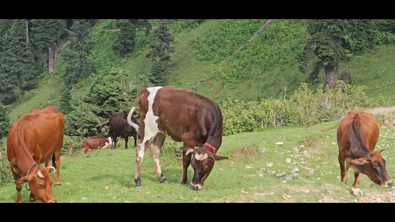 Dasi cows of Kashmir | Native cattle of Kashmir - YouTube