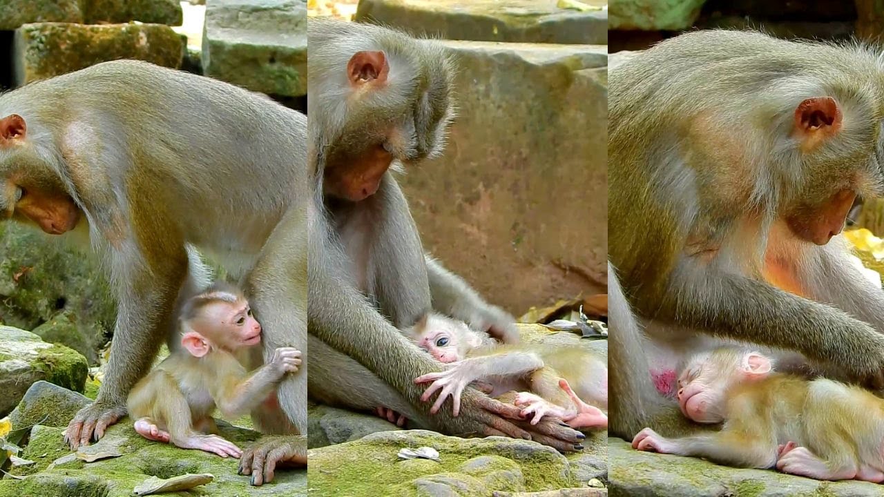 Best clip of Lily monkey asks for grooming, Lovely Lily monkey takes a ...