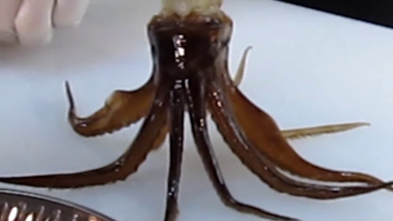 Chef Cooks Squid ALIVE!!!! **GRAPHIC** - YouTube