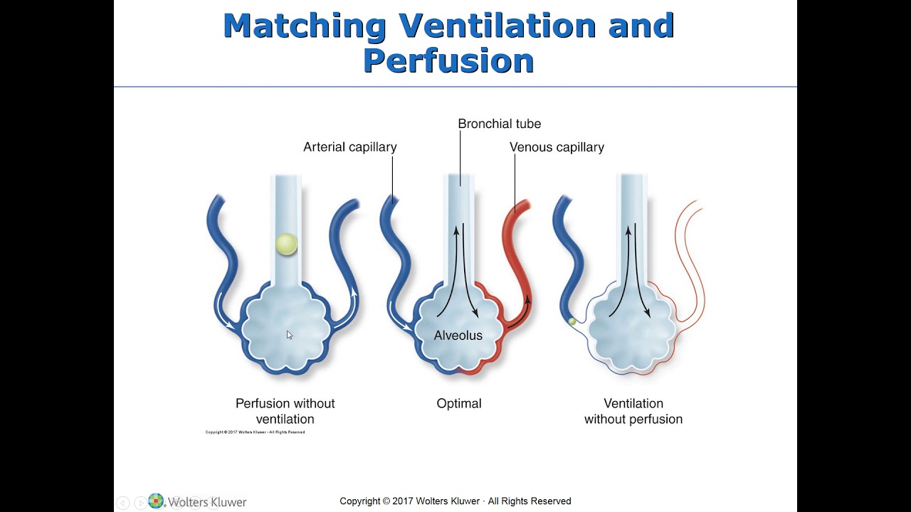 Pathophysiology Chapter 16 Altered Perfusion YouTube pathophysiology-chapter-16-altered-perfusion-youtube