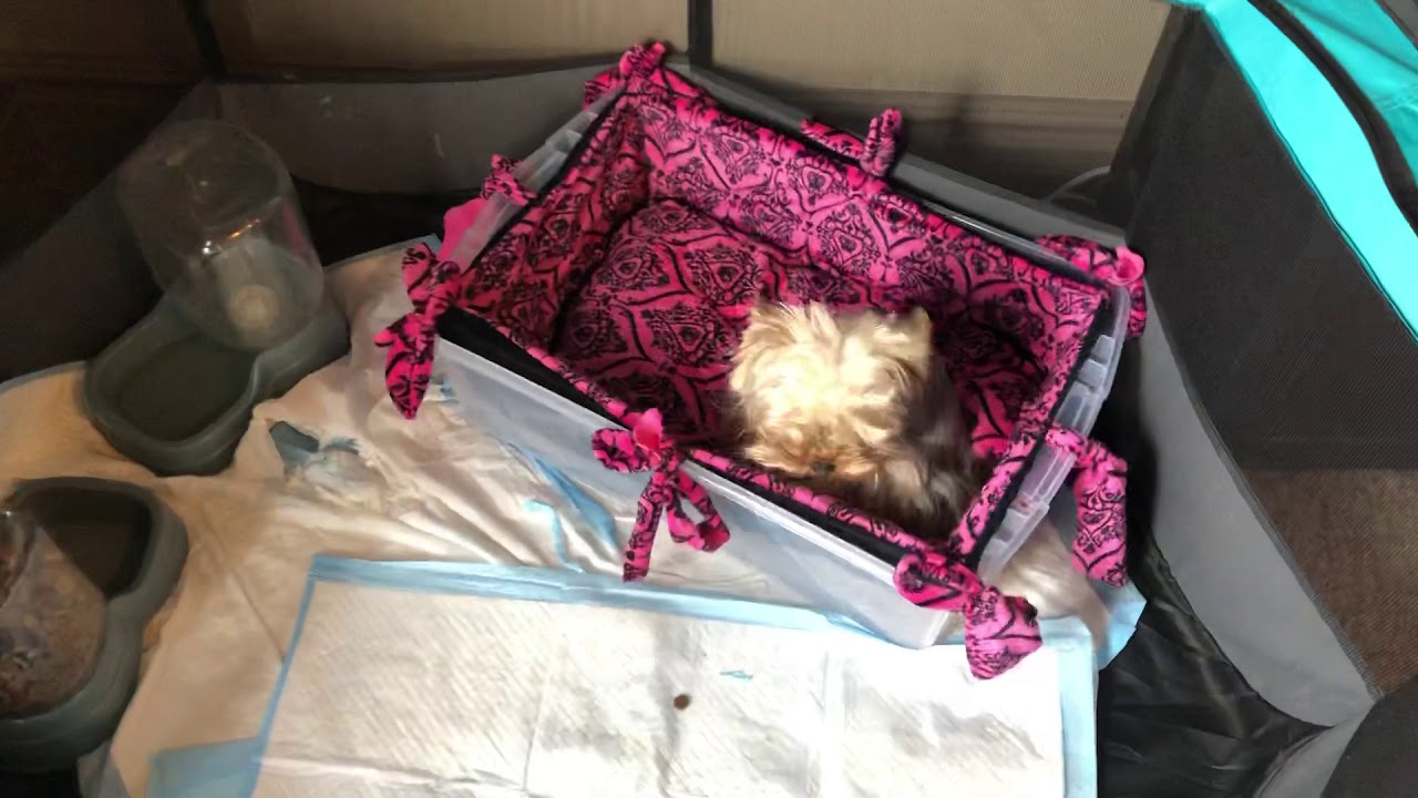 Best whelping setup - YouTube