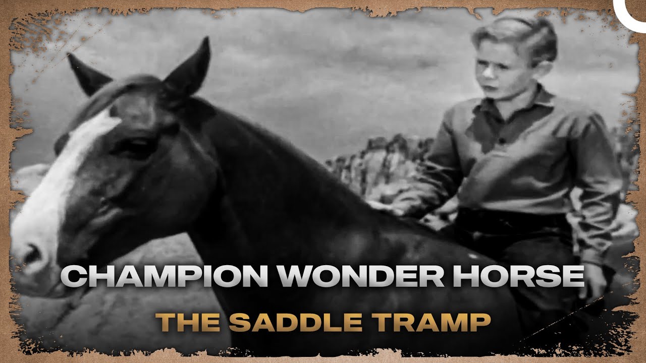 Champion Wonder Horse | The Saddle Tramp - YouTube