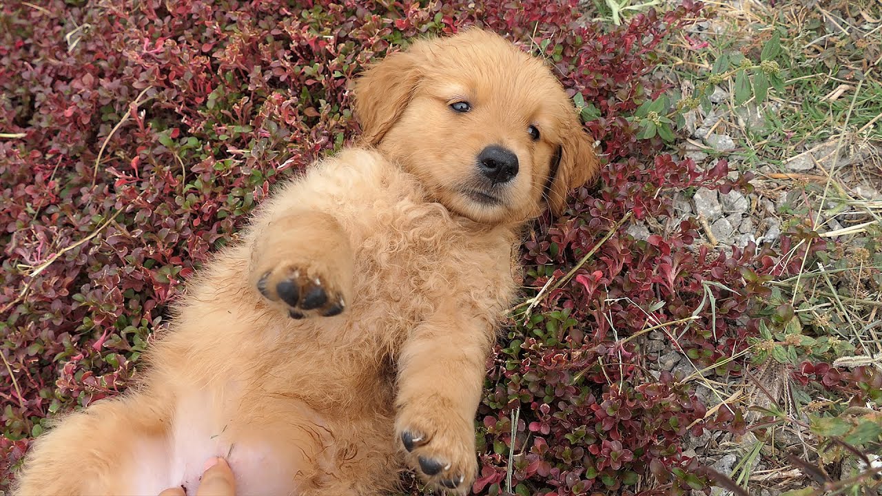 WOW Dodo Excited to see beautiful flowers _ Dog DoDo - YouTube