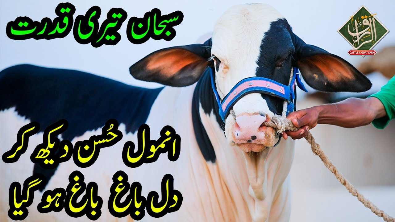 Shouq Karo To Aise 😍 ANMOL HUSUN | Al Razzaq Cattle Farm | Cattle ...