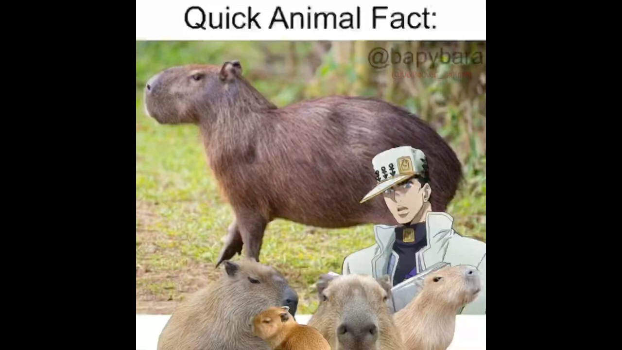 Capybara Facts! | JJBA #shorts - YouTube