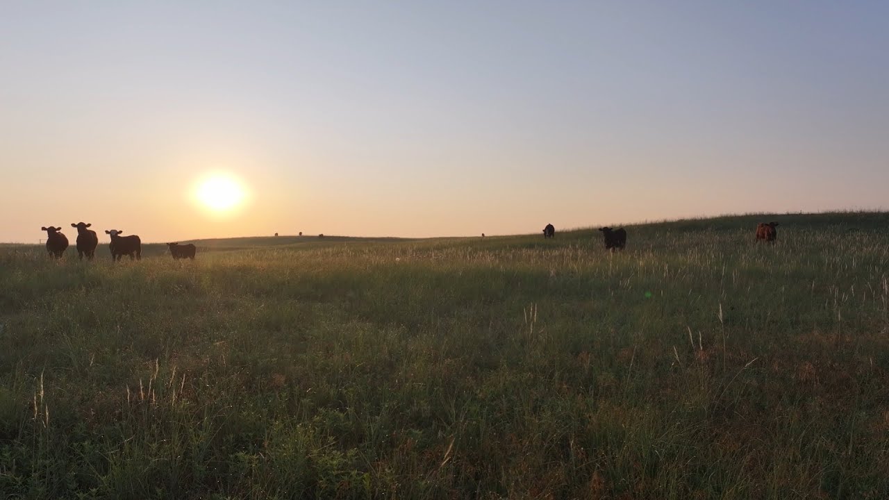 Pasture near Cairo, Nebraska 2023 - YouTube
