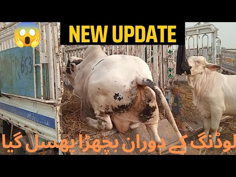 bachra slip Hogya / cow slipping #youtube #viral #cow #cattle #funny ...
