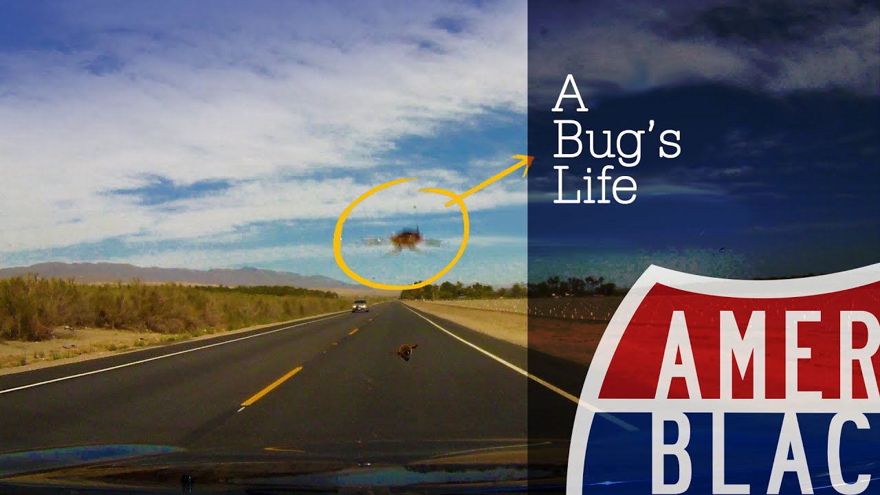 A Bug's Life - Insect Meets the Windshield in Salton Sea California ...