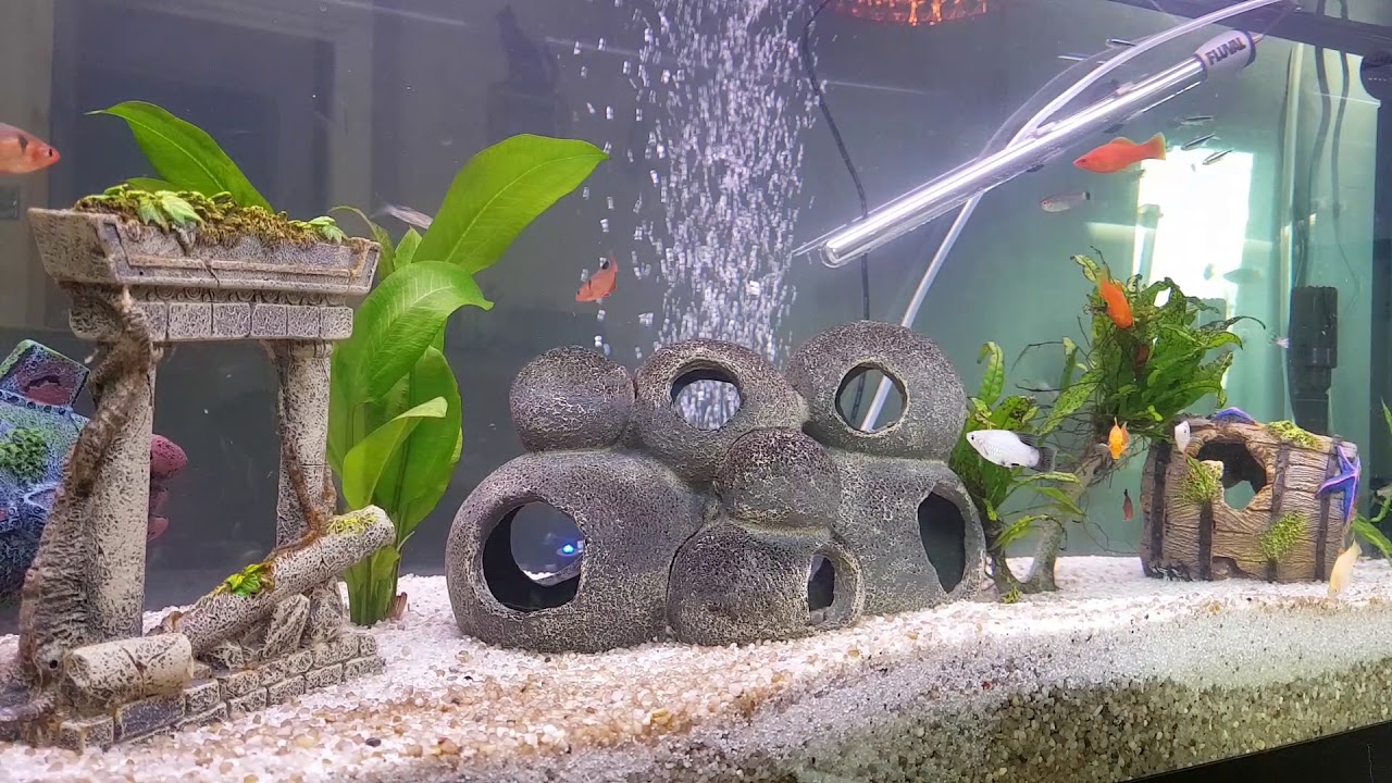 Fluval Roma 240 Aquarium