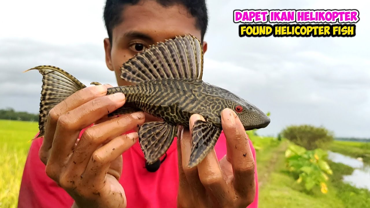 dapat ikan helikopter besar - YouTube