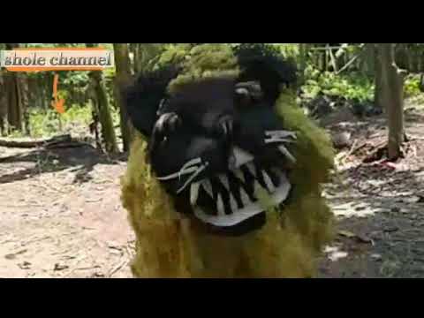 Maong Remas bocil lagi bermain Can macanan Kadduk Lagi ||Ngamok||