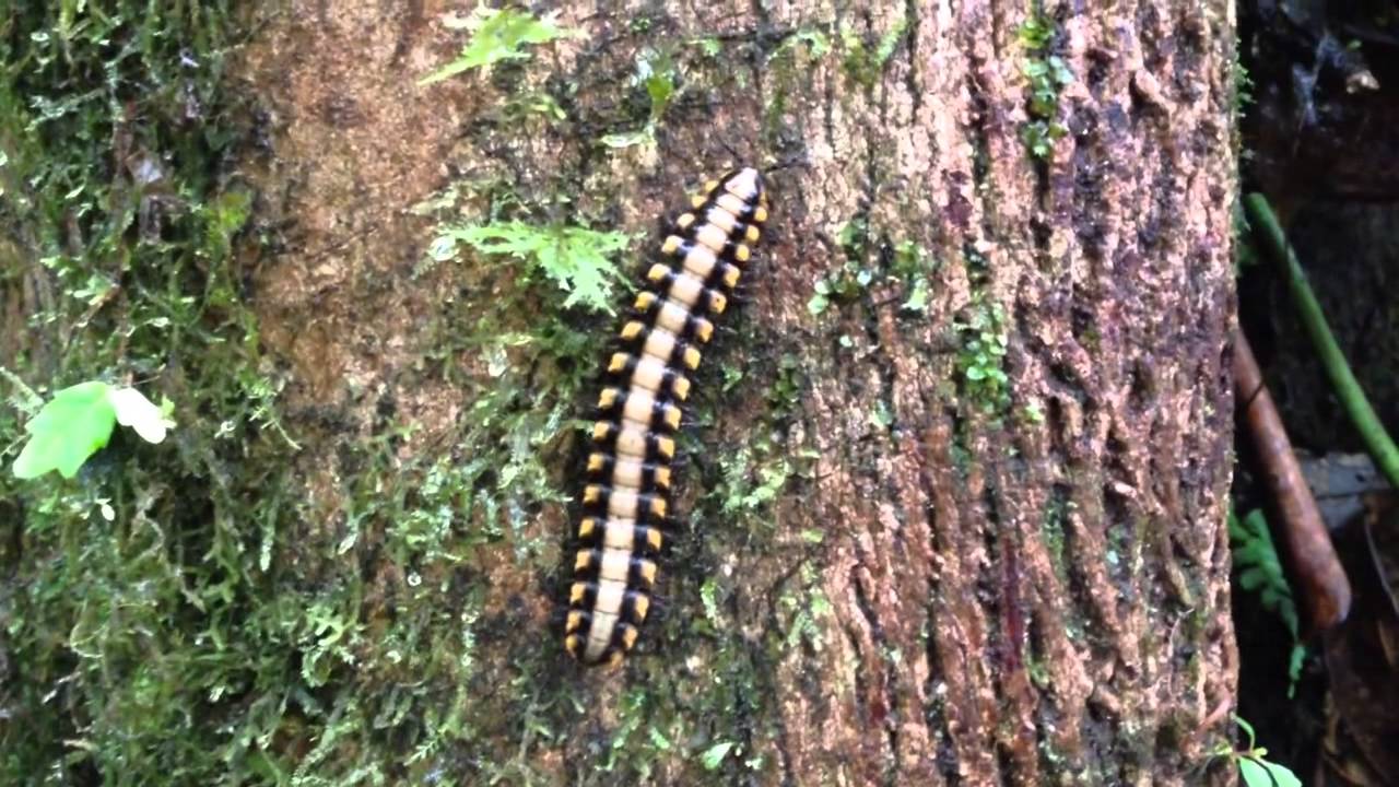 Mini Millipede Compilation - YouTube