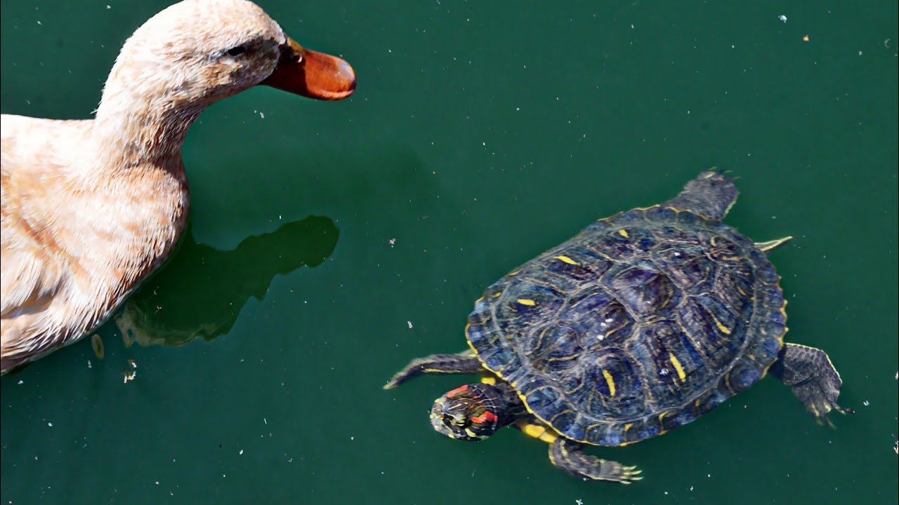 Beautiful Duck & Turtle 🐢 relaxing (Ducklings) - YouTube