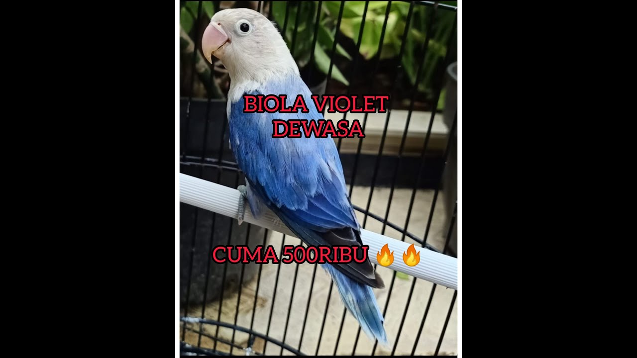Burung Lovebird Biola Violet Murah Cuma 500rb !!! - YouTube