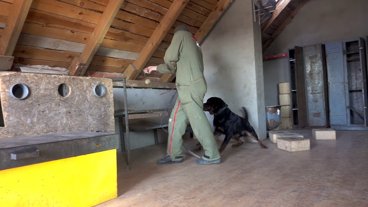 Josh Rottweiler Detection Inside And Outside - YouTube