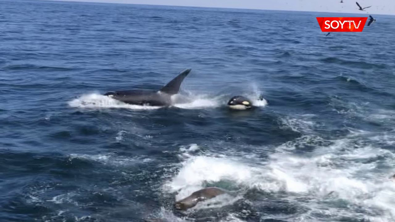 Joven pescador registra el momento en que una manada de orcas nadaba ...