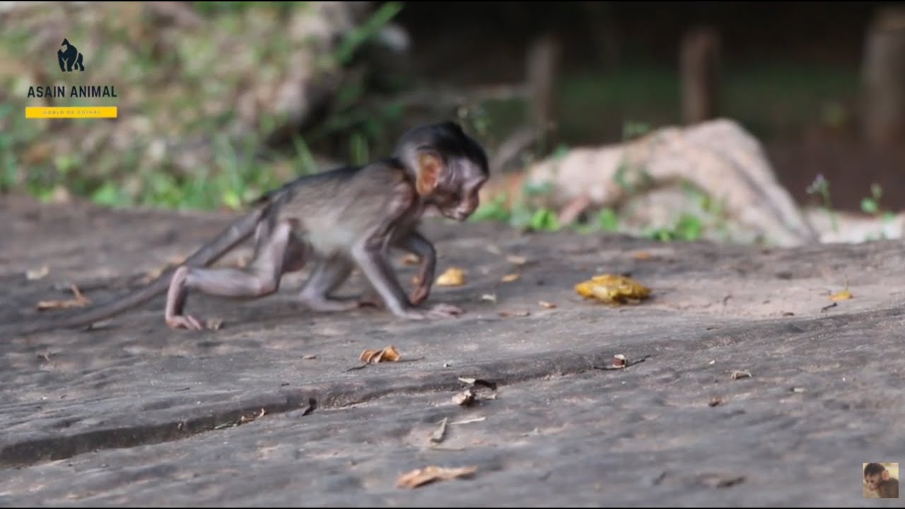 Sad Baby Monkey Video Moments And Baby Monkeys Die In The Wild _ Asian ...