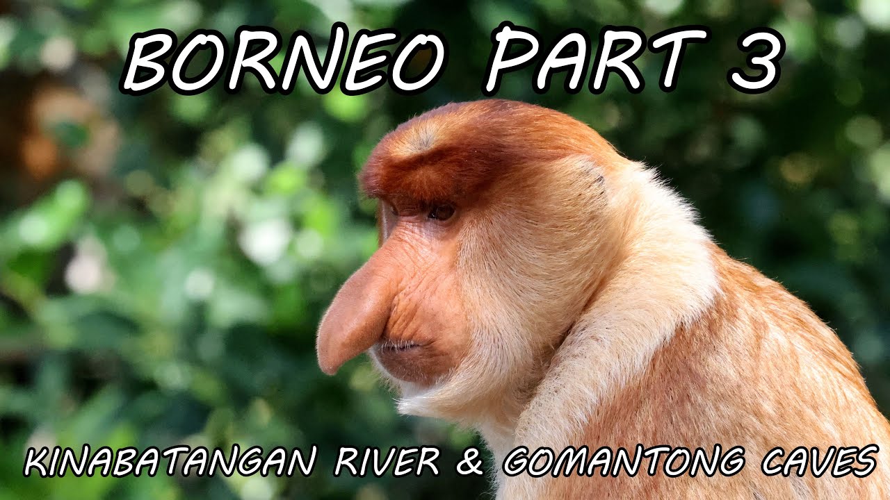 Borneo 3 - YouTube