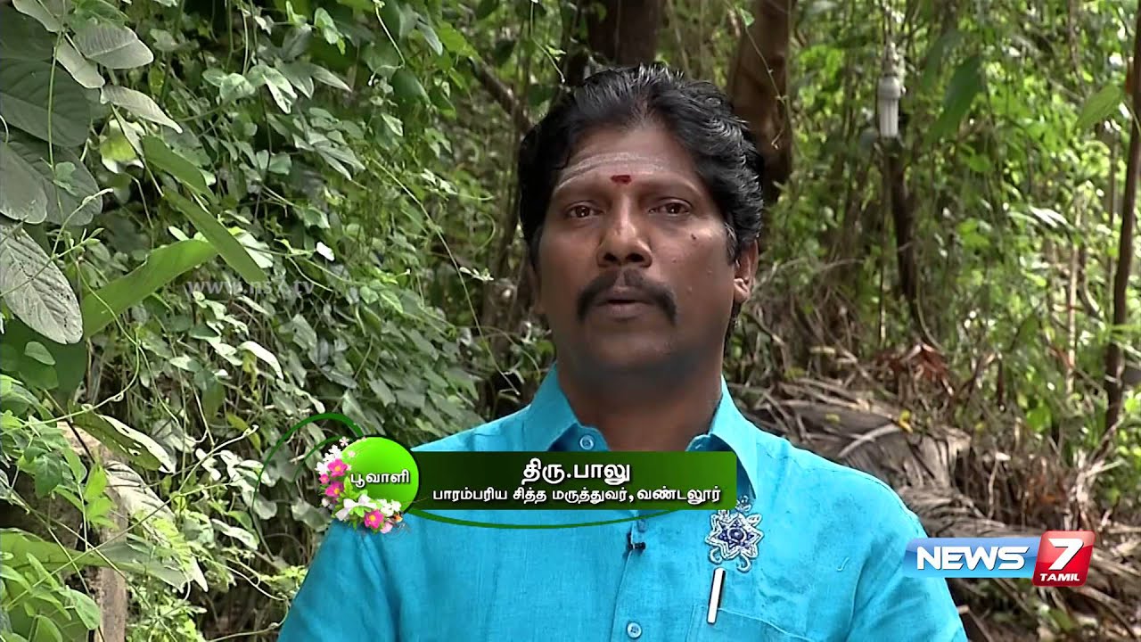 How to grow 'Elumbu otti' which strengthens bones | Poovali | News7 ...