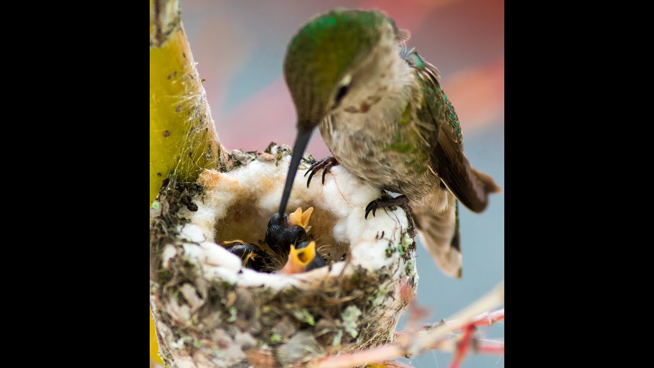 LIVE Hummingbird Nest 03/08/2024 - YouTube