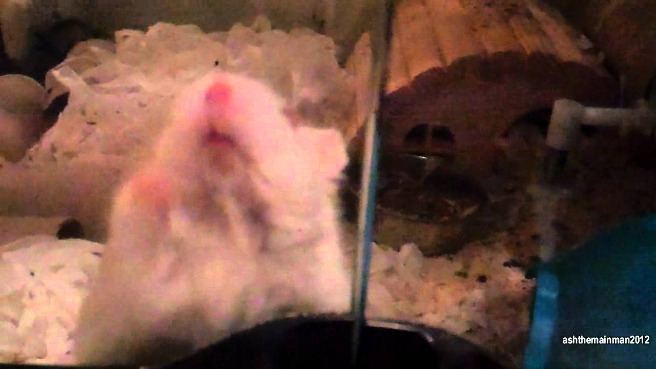 Funny Dwarf Hamster Waving! Shouting Alan! - YouTube