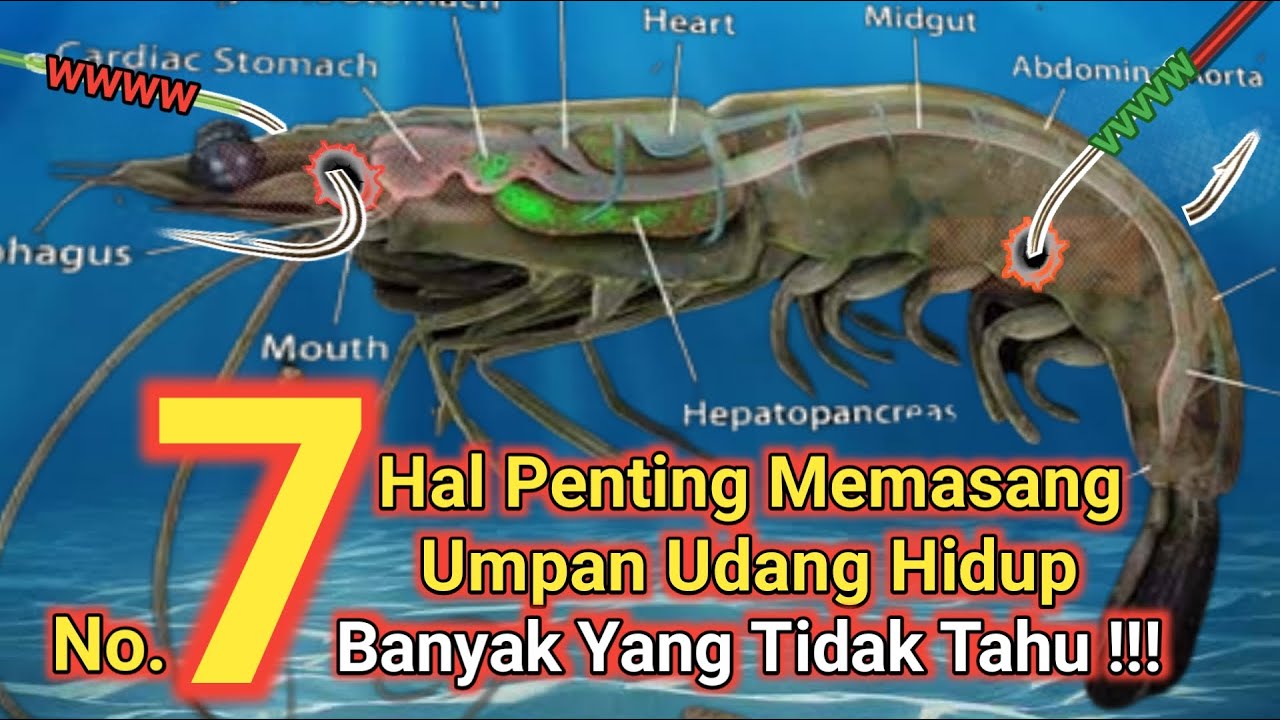7 Cara Cangkuk Udang Hidup - YouTube