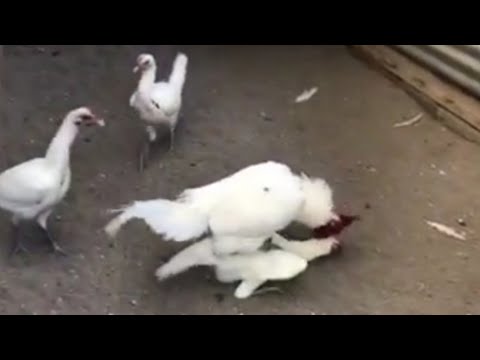 PURE PERUVIAN WHITE KNIGHT BREEDING PAIR | HOW DO PERUVIAN MATE ROOSTER ...