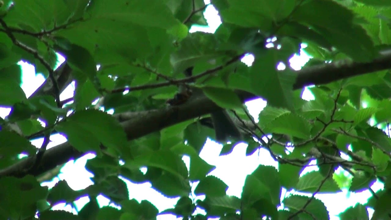 Birds eating cicadas - YouTube